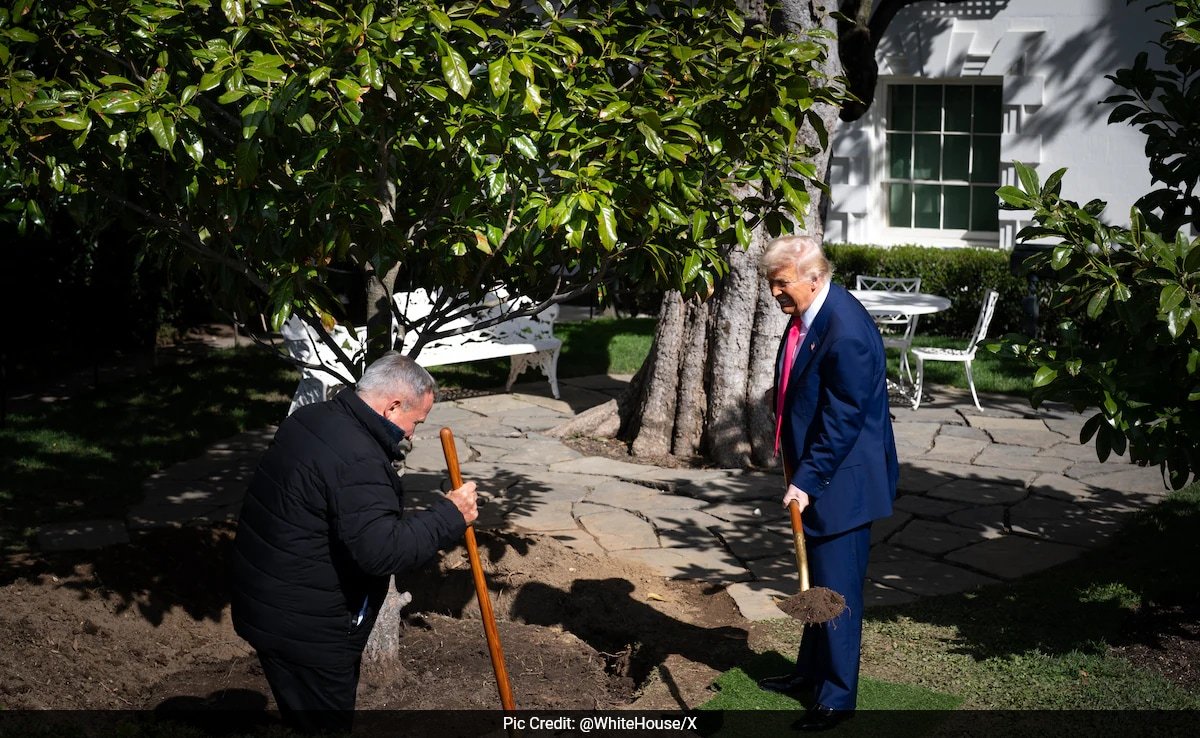 Trump es el reemplazo de las plantas de ‘Maganolia’ de 200 años. | Uco ...